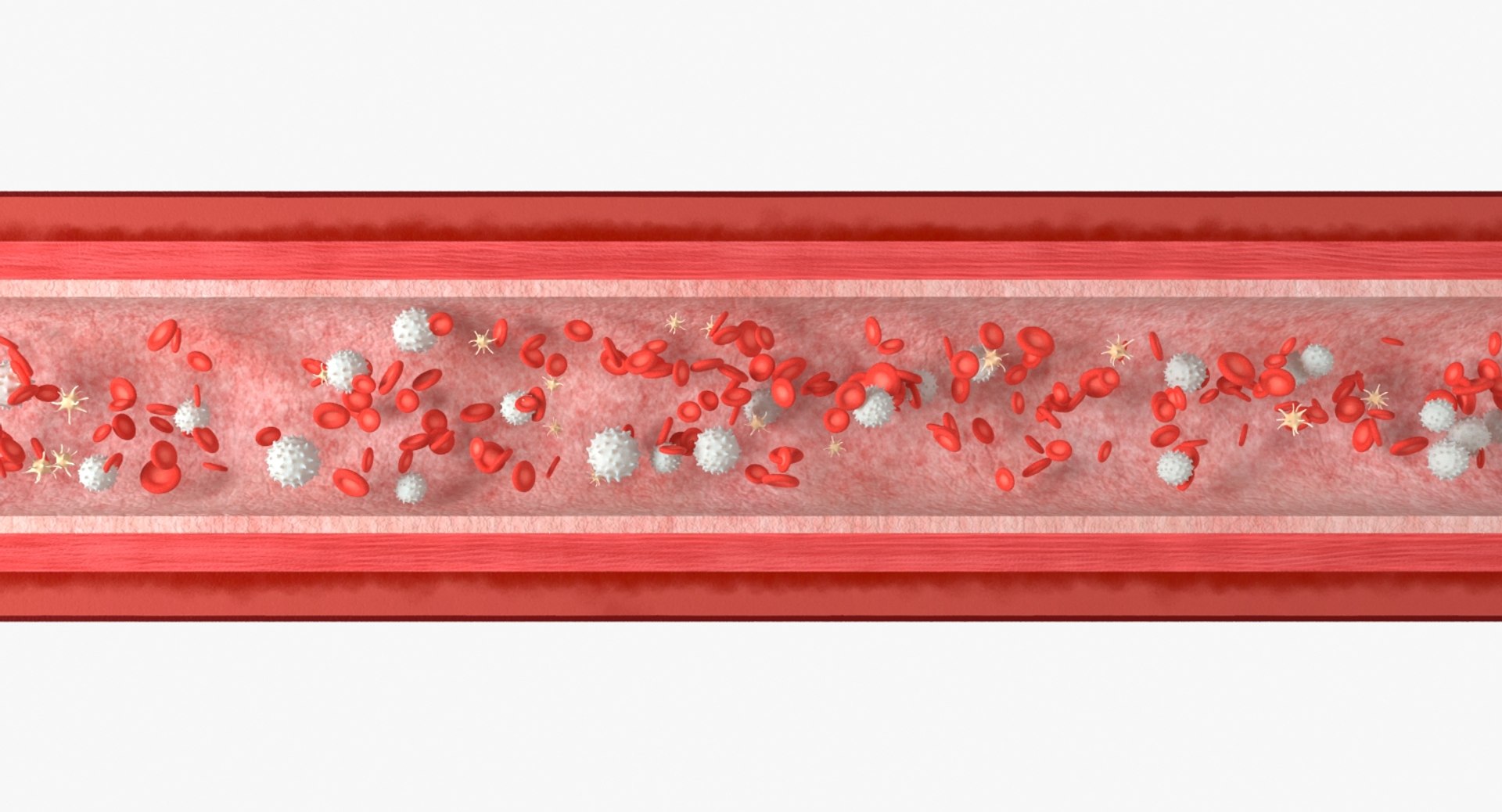 3D Bloodstream Static Model - TurboSquid 1327984