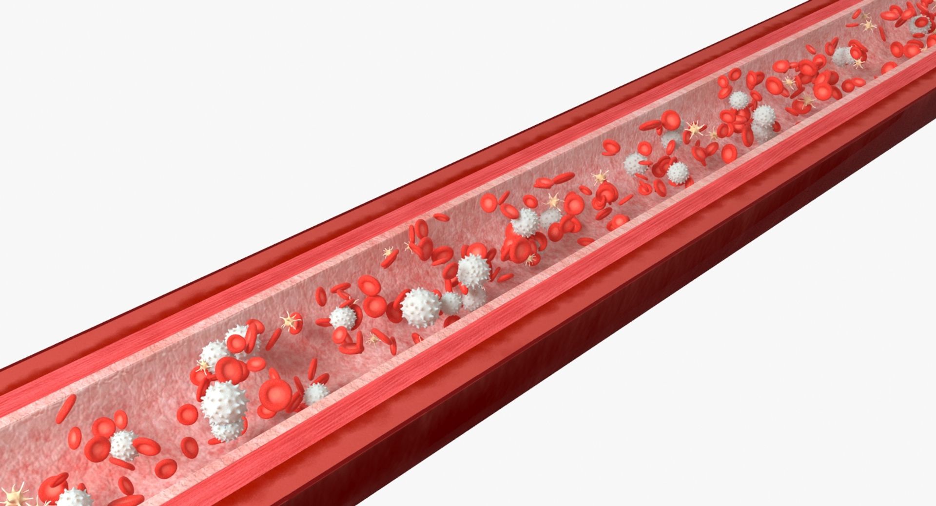 3D Bloodstream Static Model - TurboSquid 1327984