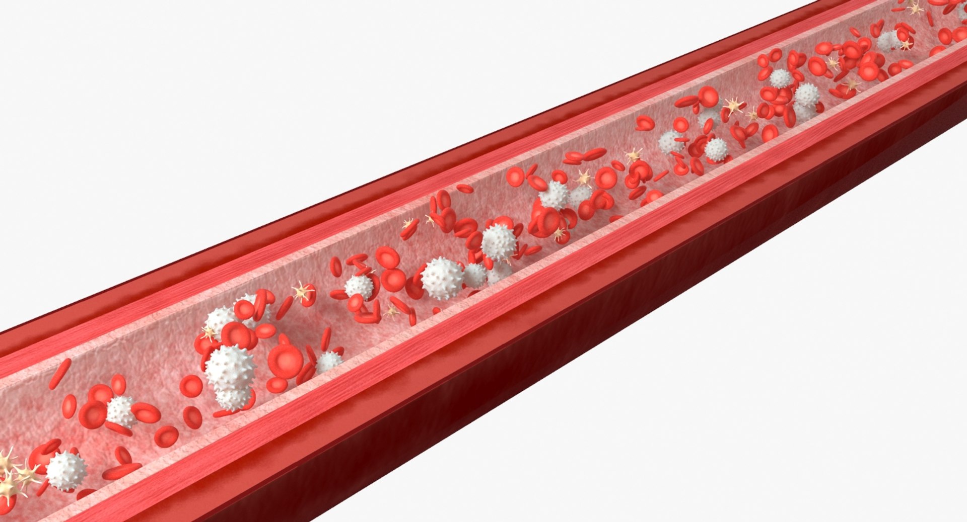 3D Bloodstream Static Model - TurboSquid 1327984