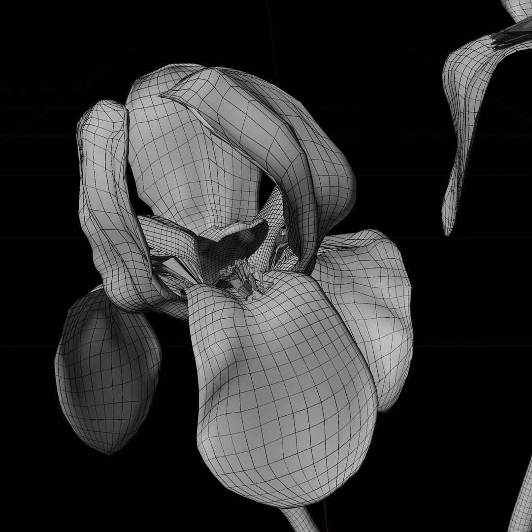 Purple Iris Flower Model - TurboSquid 2288064
