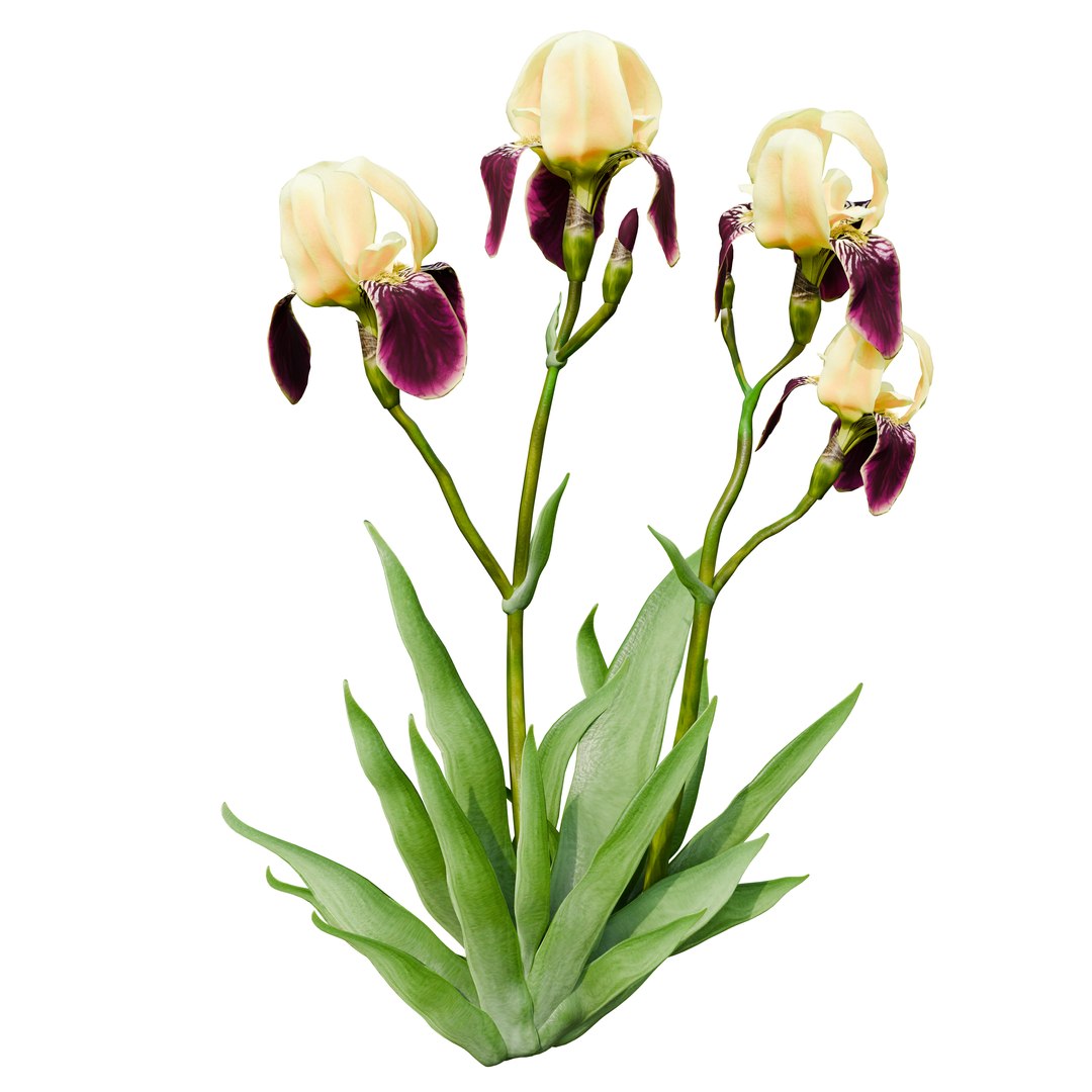 Purple Iris Flower Model - TurboSquid 2288064