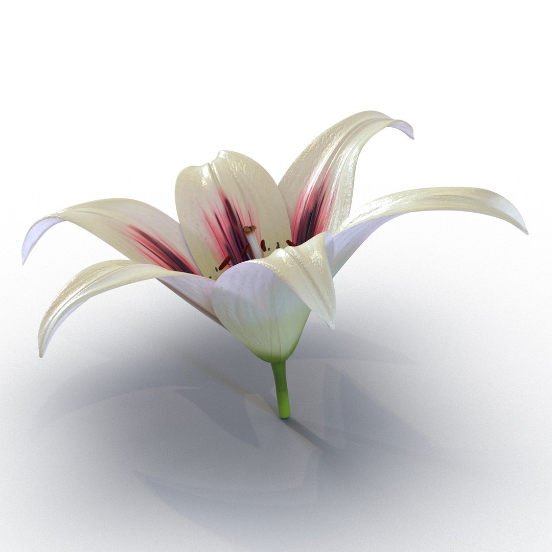 Lily Flower 3d C4d