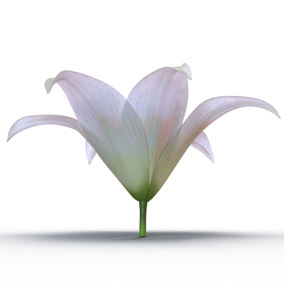 lily flower 3d c4d