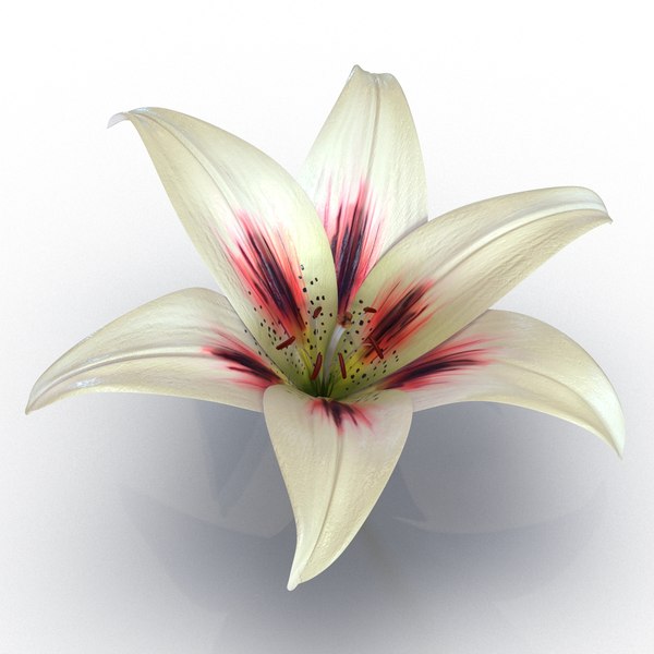 lily flower 3d c4d