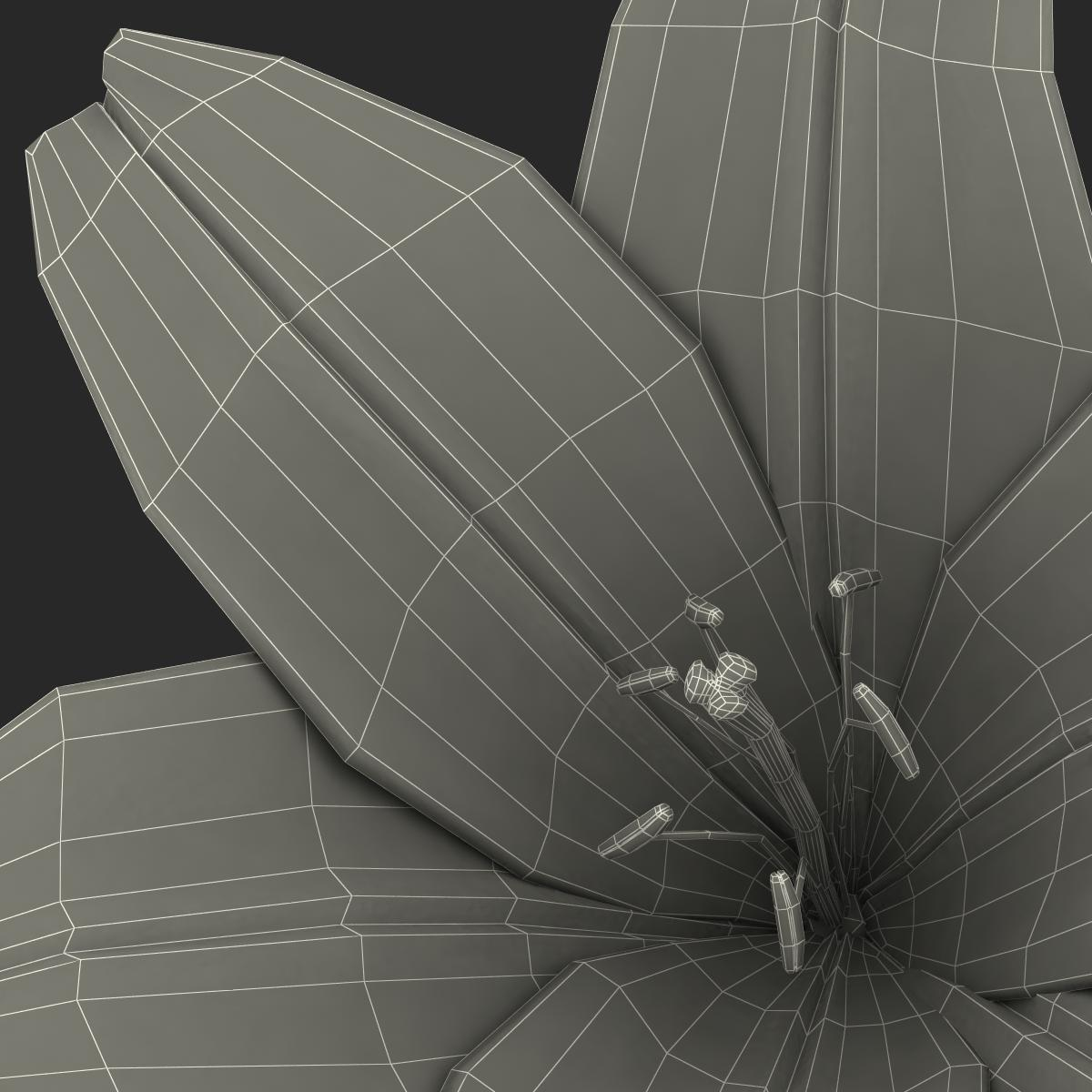lily flower 3d c4d