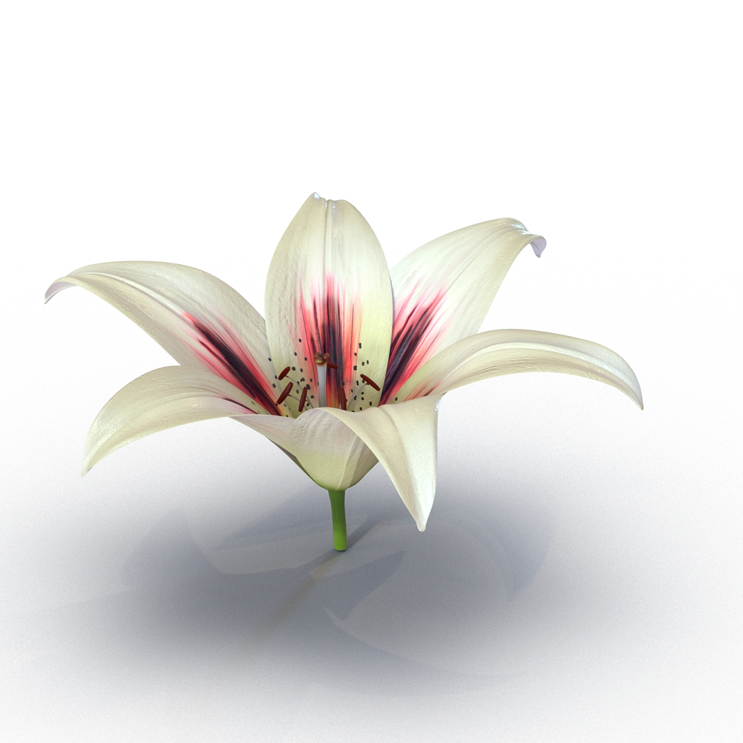 Lily Flower 3d C4d