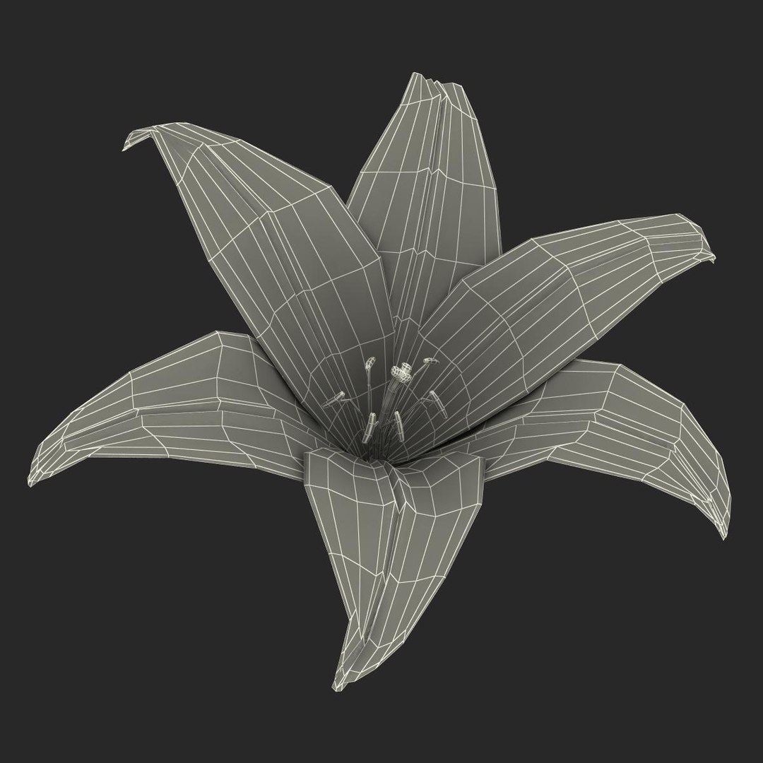 lily flower 3d c4d
