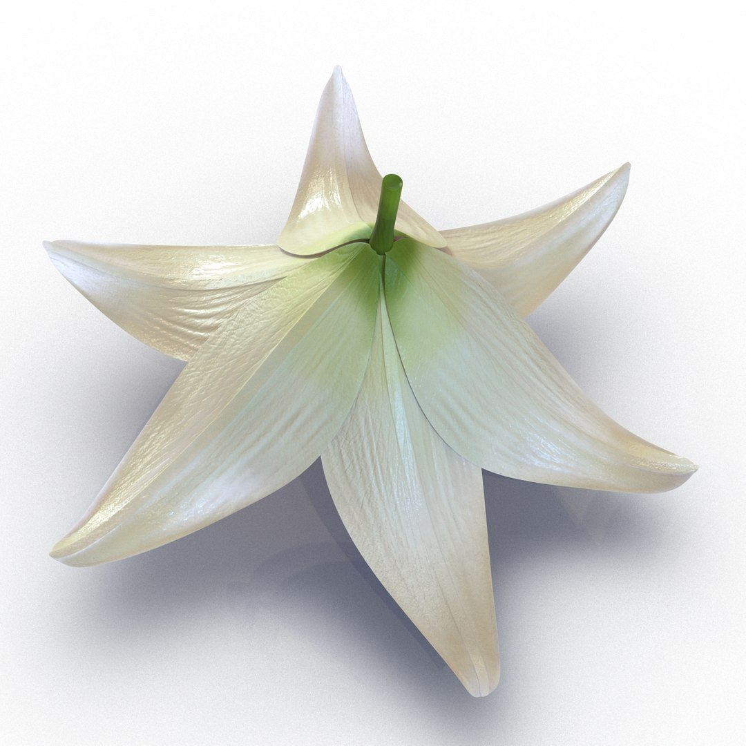 Lily Flower 3d C4d