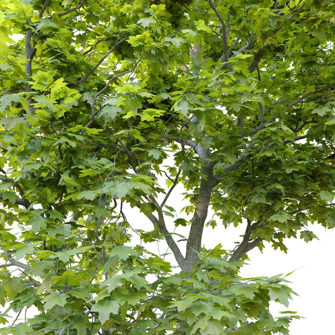 Sycamore Maple 2 3D Model - TurboSquid 1955878