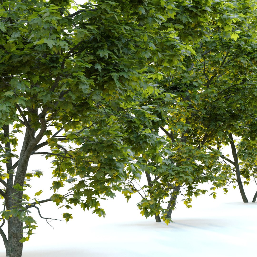 Sycamore Maple 2 3D Model - TurboSquid 1955878
