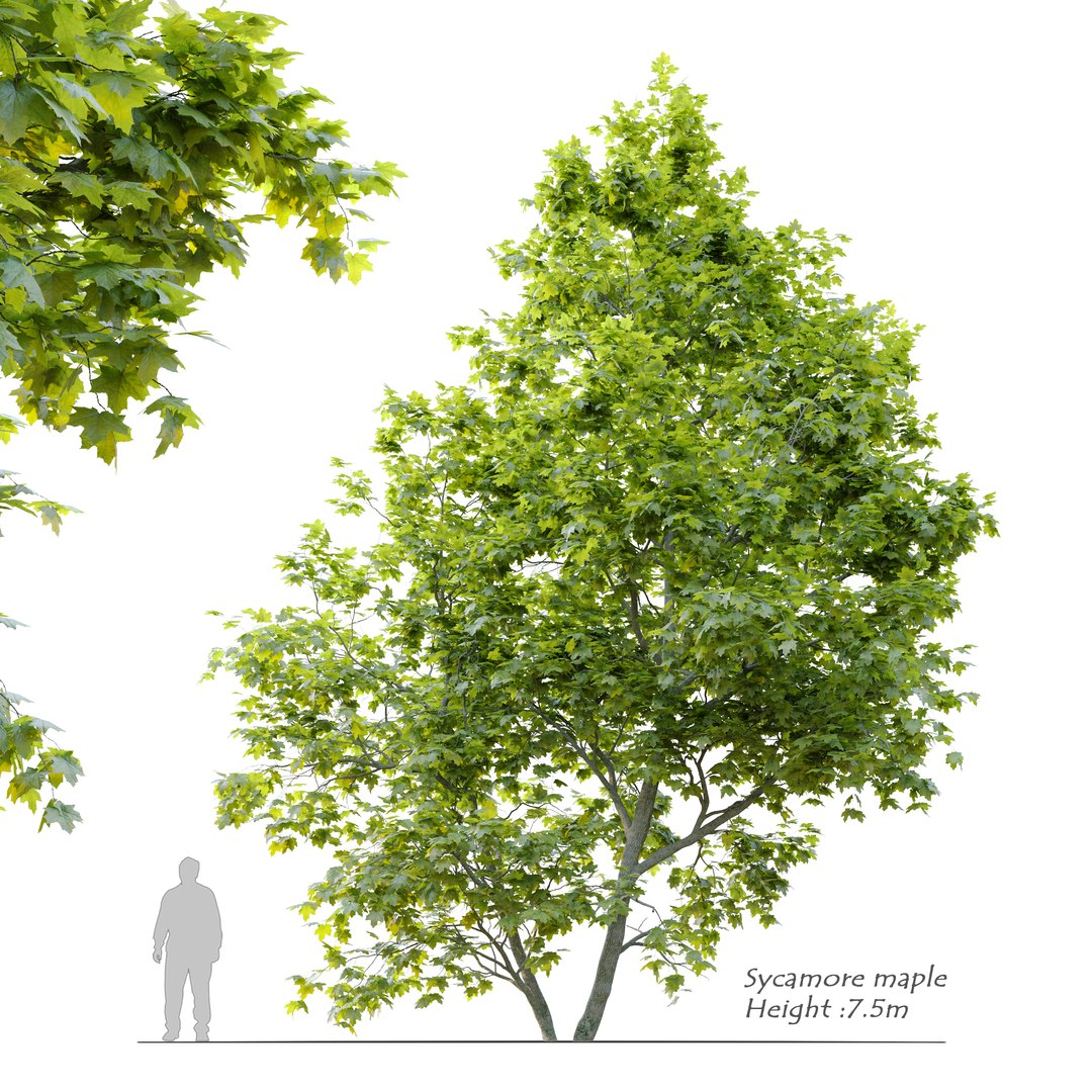 Sycamore Maple 2 3D Model - TurboSquid 1955878