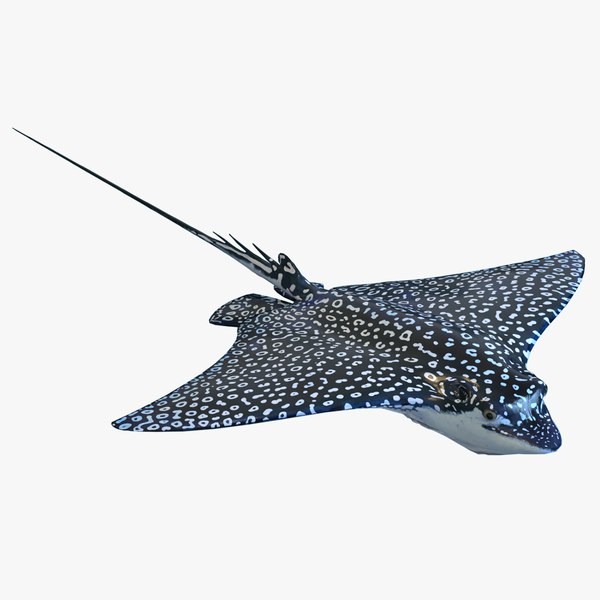 modelo 3d raya águila moteada - TurboSquid 2307823