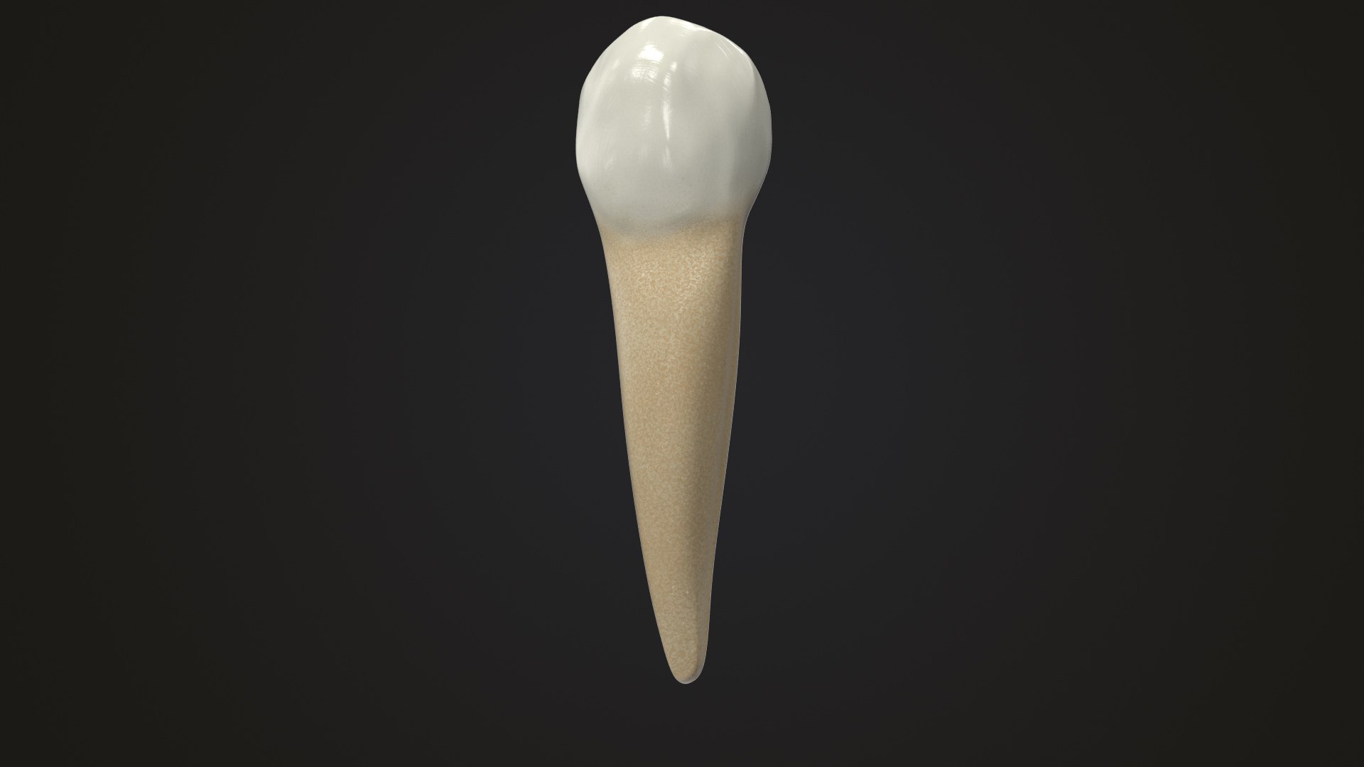 3D Model Human Teeth Lower Premolar - TurboSquid 1552707