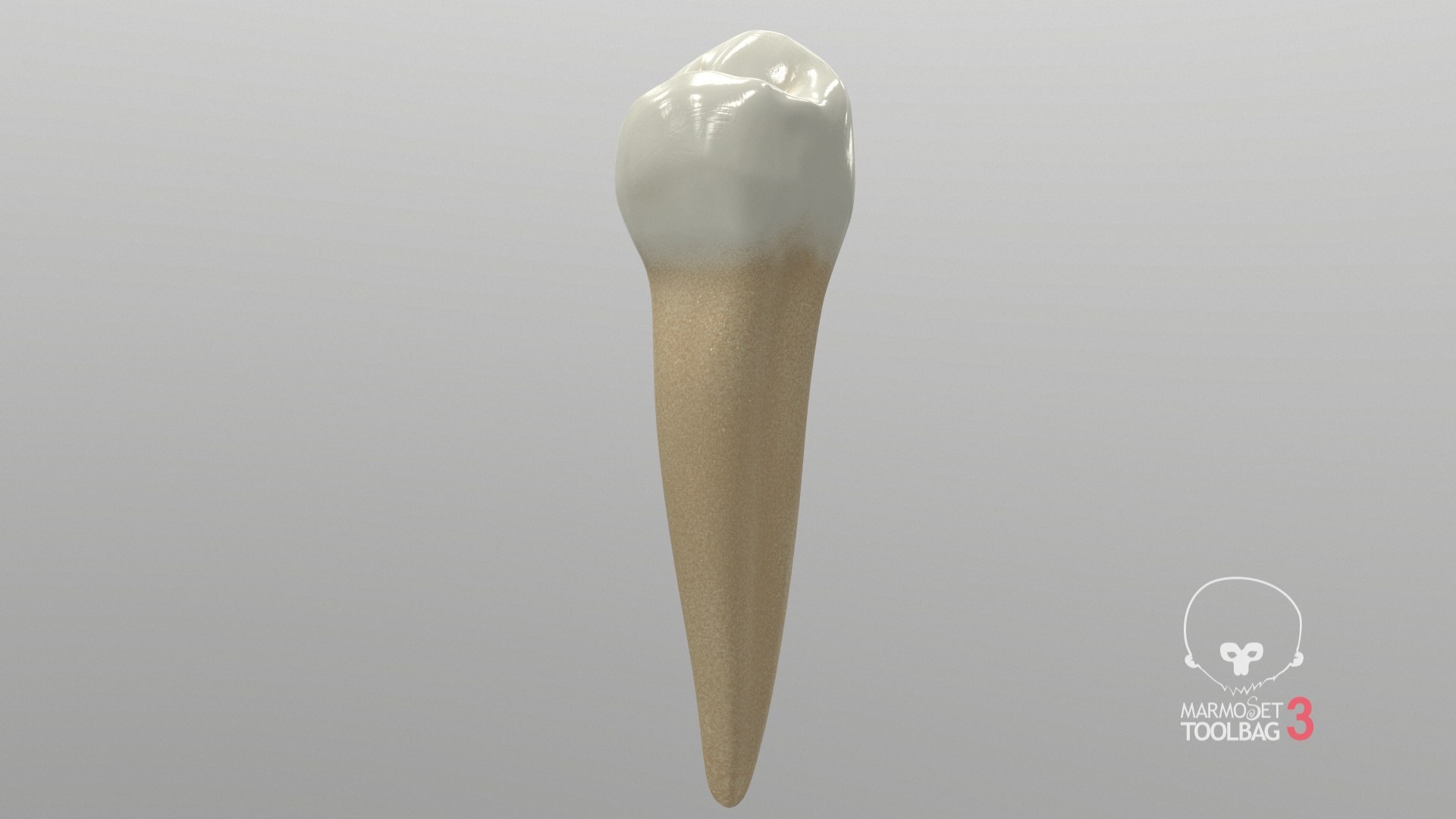 3D Model Human Teeth Lower Premolar - TurboSquid 1552707