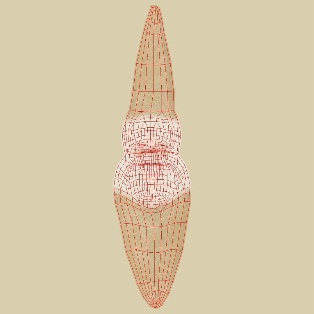 3D model human teeth lower premolar - TurboSquid 1552707