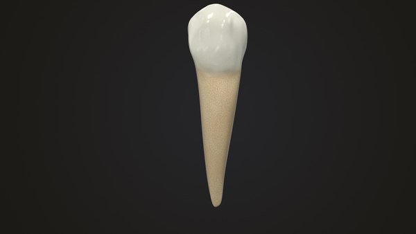 modelo 3d Dientes humanos Primer premolar inferior - TurboSquid 1552707