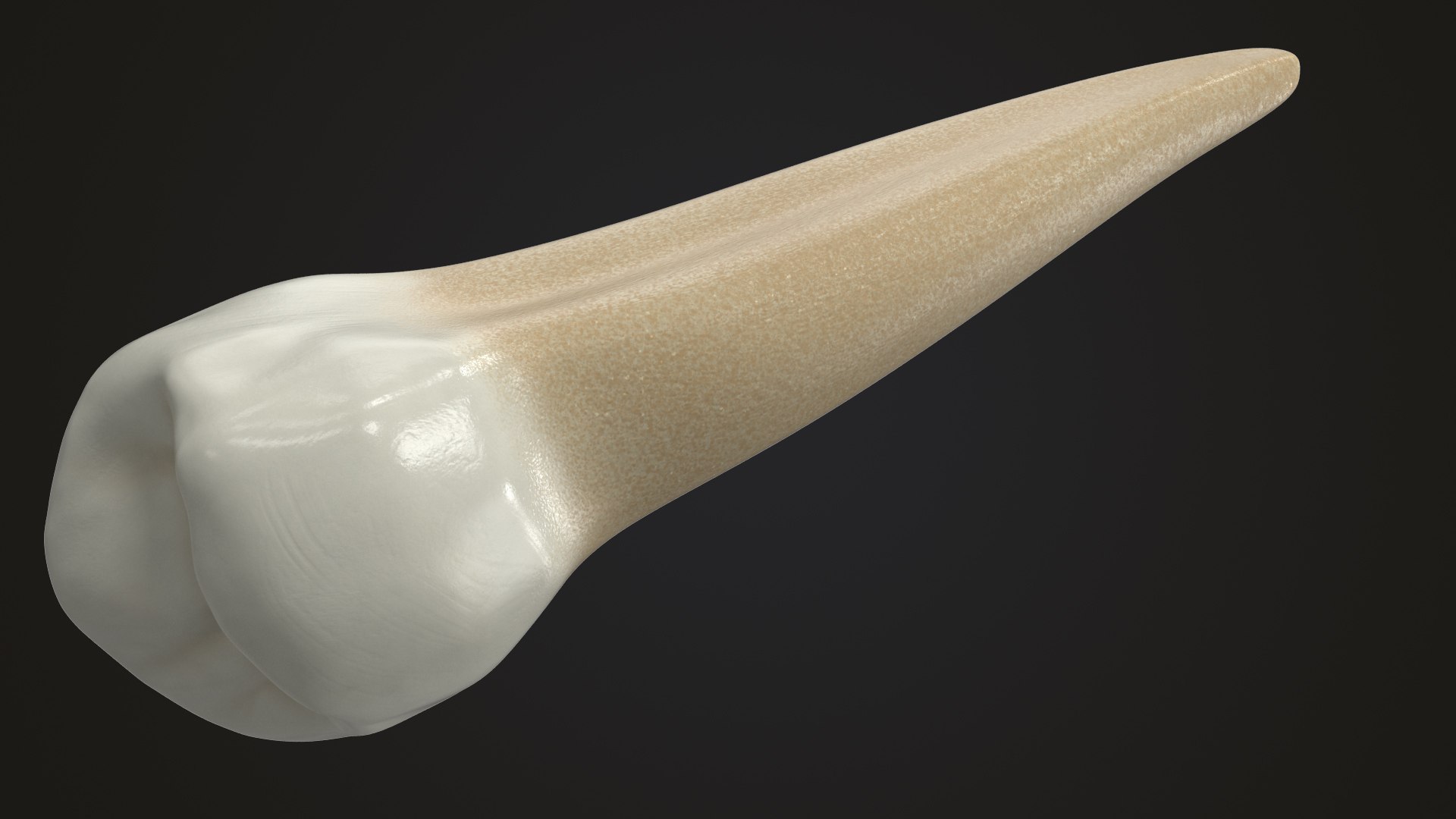 3D Model Human Teeth Lower Premolar - TurboSquid 1552707