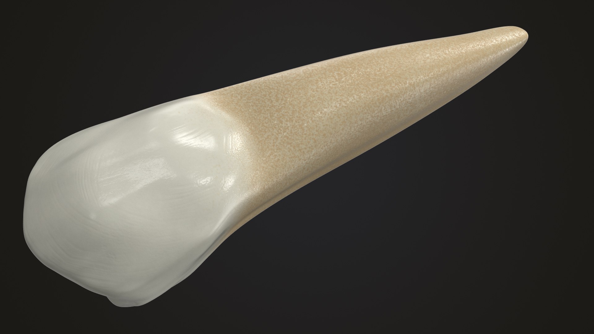 3D Model Human Teeth Lower Premolar - TurboSquid 1552707