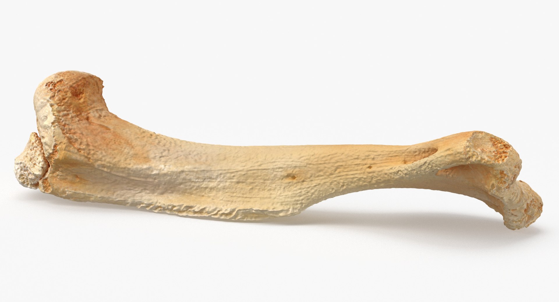 Kangaroo Red Necked Wallaby Humerus 01 Model - TurboSquid 2068816