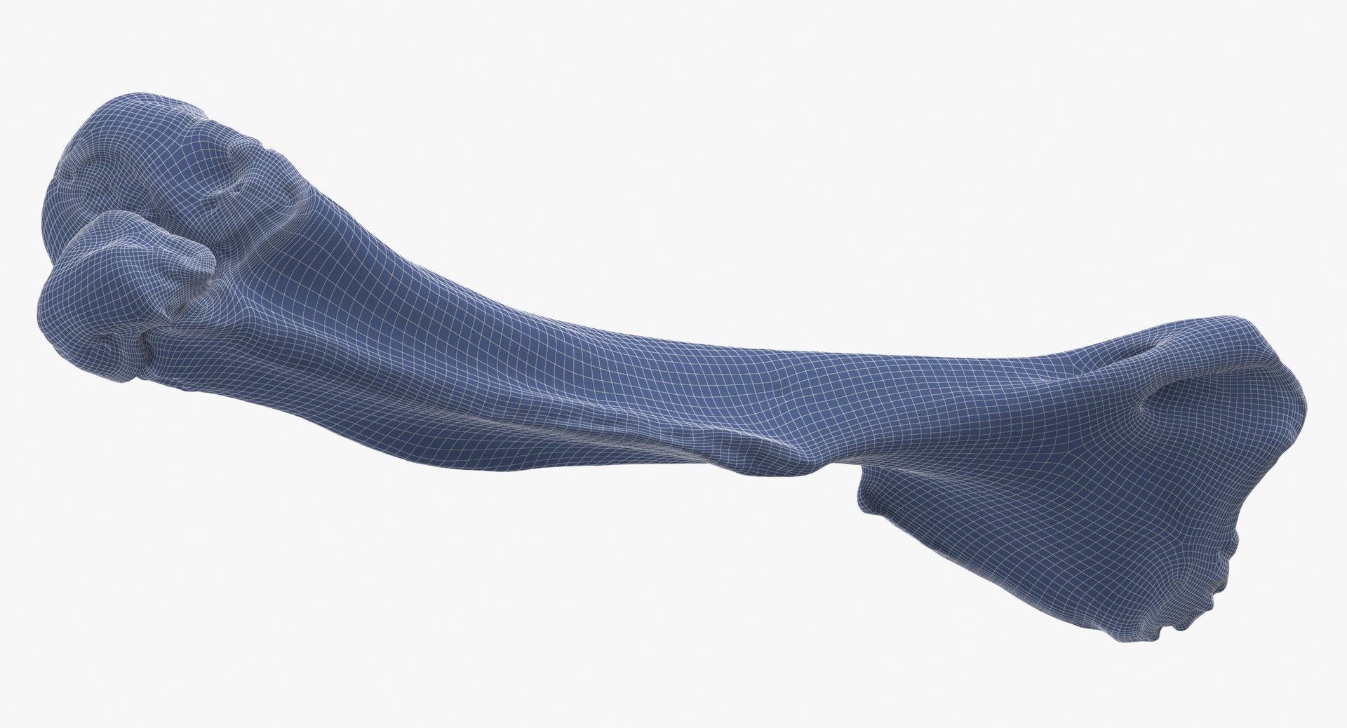 Kangaroo Red Necked Wallaby Humerus 01 Model - TurboSquid 2068816