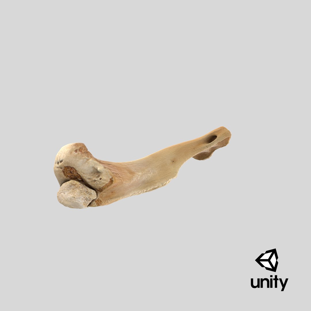 Kangaroo Red Necked Wallaby Humerus 01 Model - TurboSquid 2068816