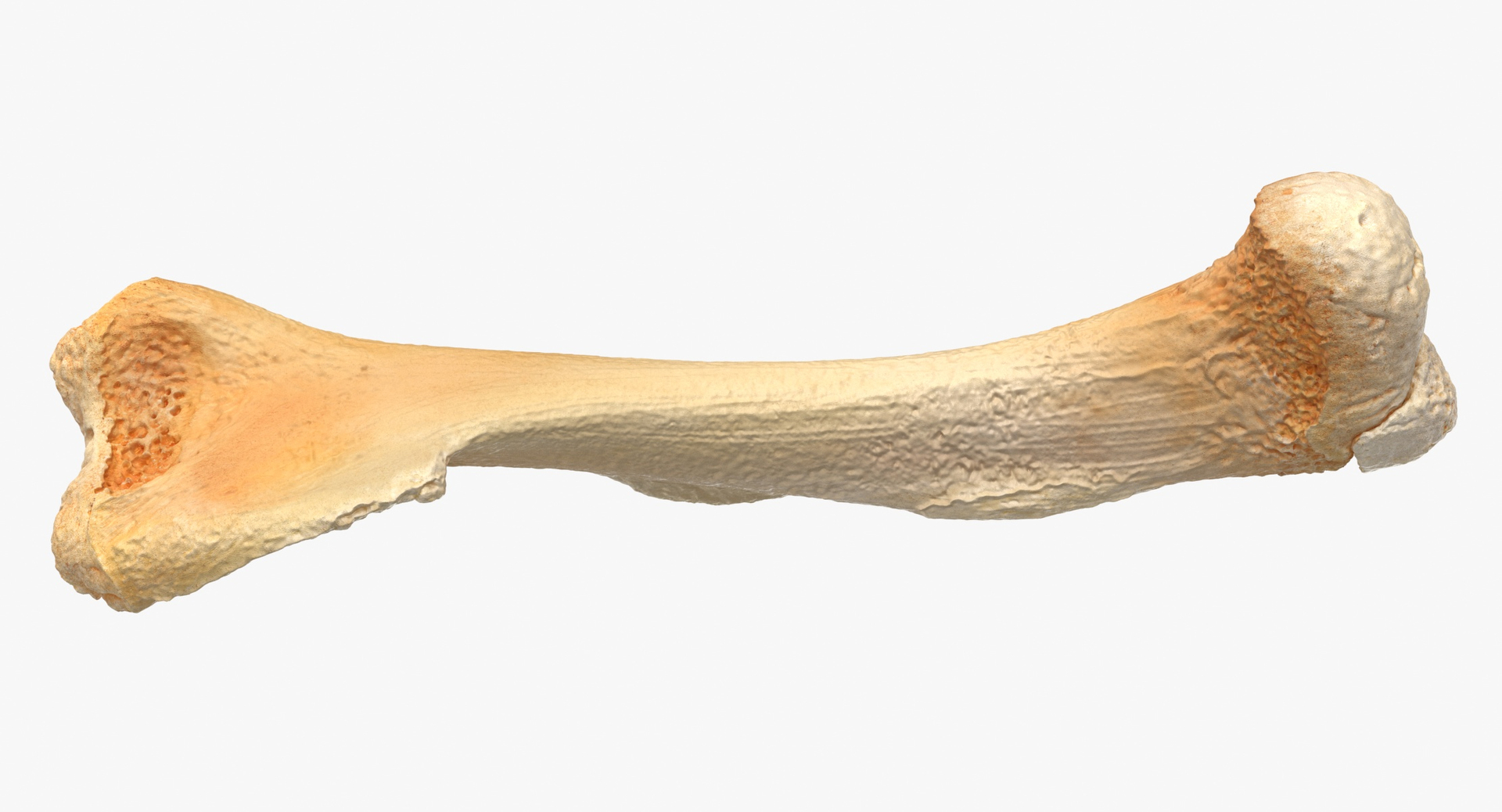 Kangaroo Red Necked Wallaby Humerus 01 Model - TurboSquid 2068816