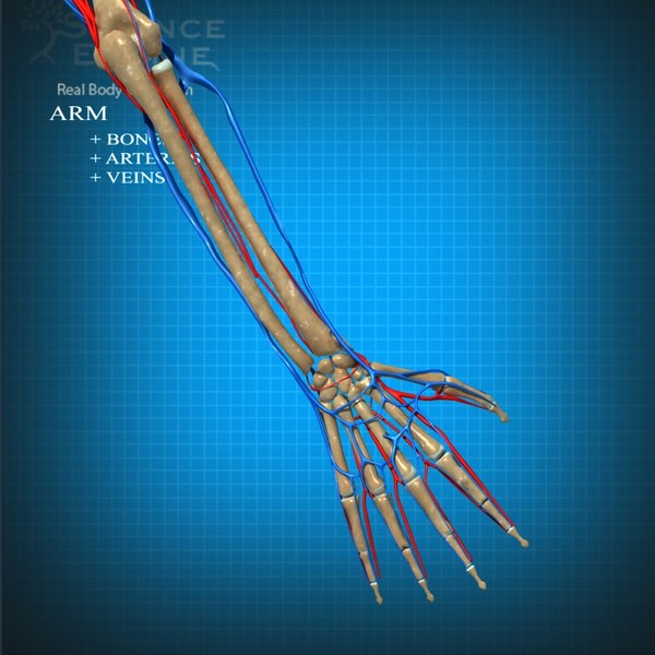 3d veins arteries model