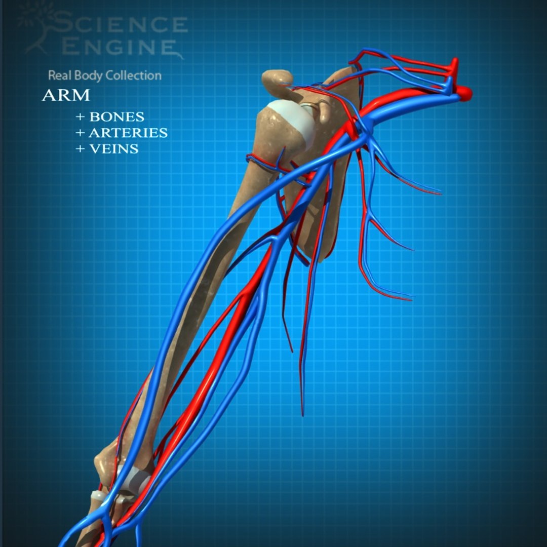 3d Veins Arteries Model