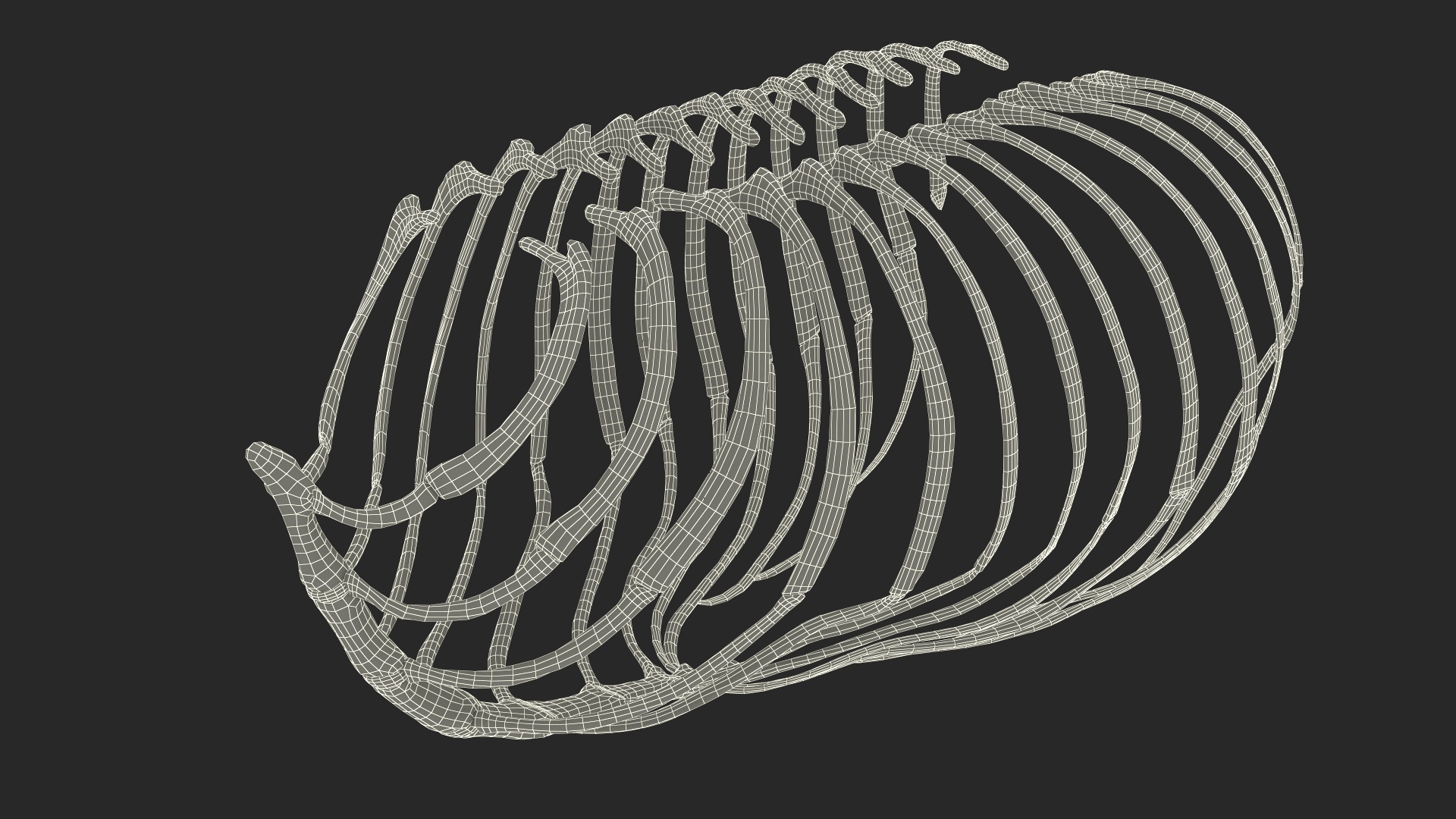 3D Anatomical Skeleton Of Dog Rib Cage - TurboSquid 2391424