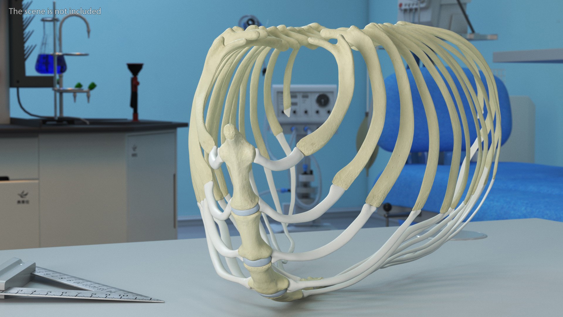 3D Anatomical Skeleton Of Dog Rib Cage - TurboSquid 2391424