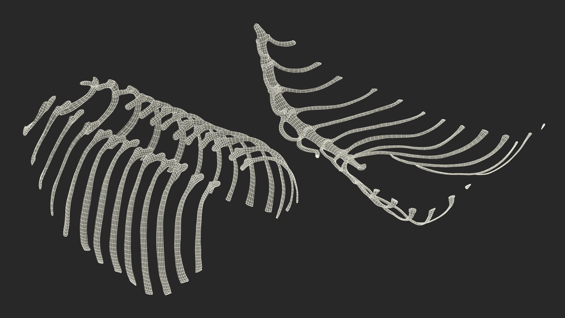3D Anatomical Skeleton Of Dog Rib Cage - TurboSquid 2391424