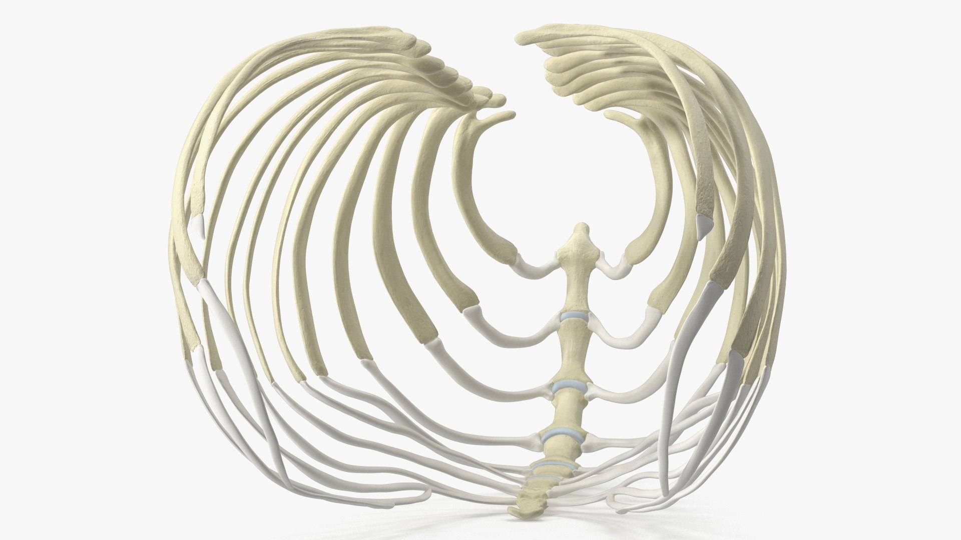 3D Anatomical Skeleton Of Dog Rib Cage - TurboSquid 2391424