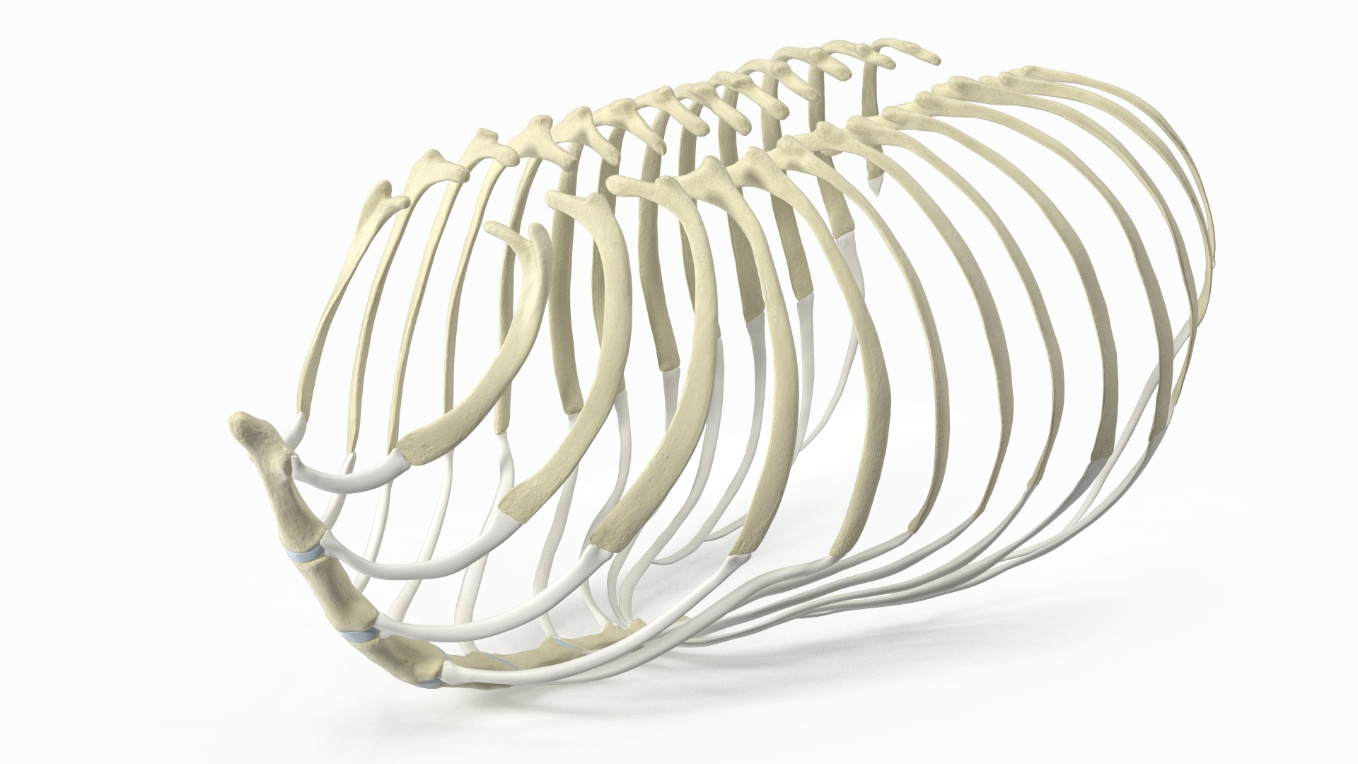 3D Anatomical Skeleton Of Dog Rib Cage - TurboSquid 2391424