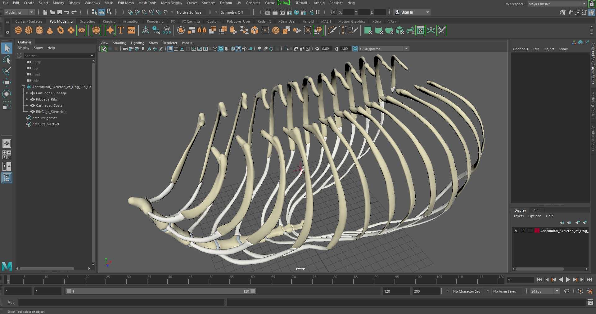 3D Anatomical Skeleton Of Dog Rib Cage - TurboSquid 2391424
