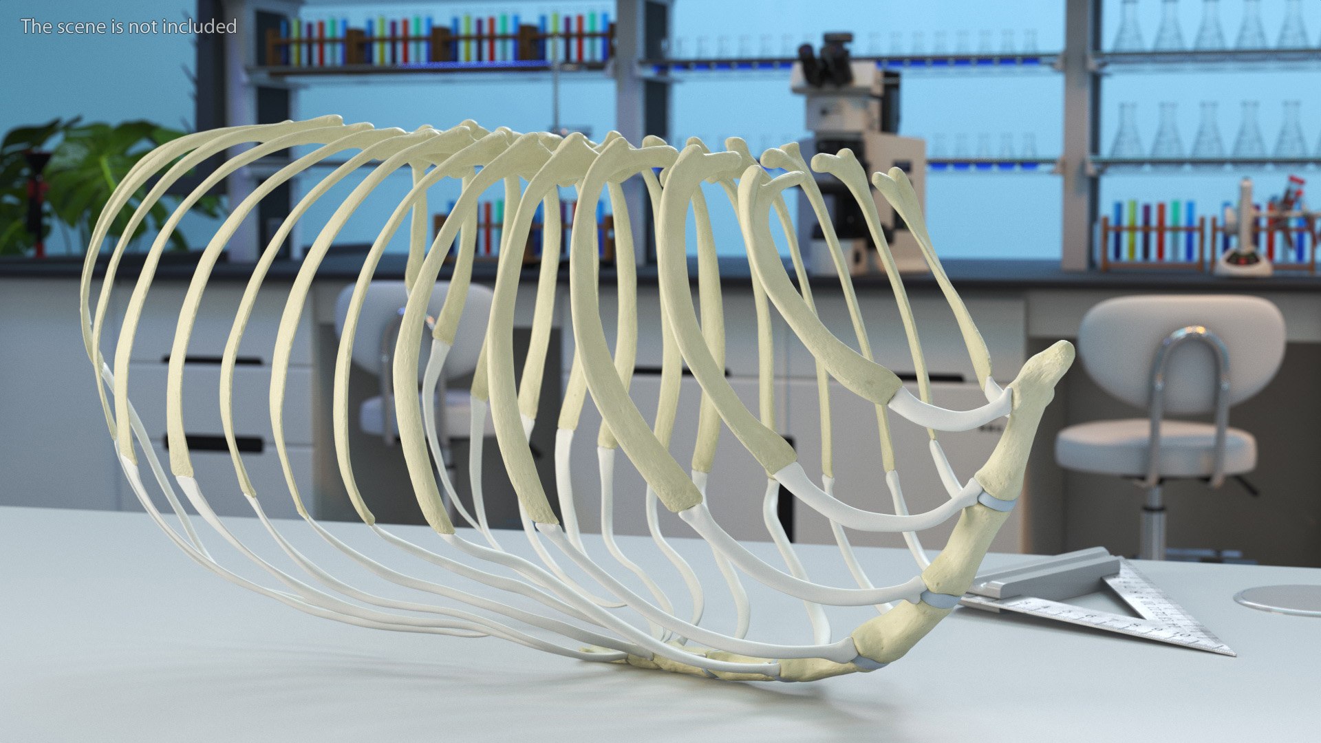 3D Anatomical Skeleton Of Dog Rib Cage - TurboSquid 2391424
