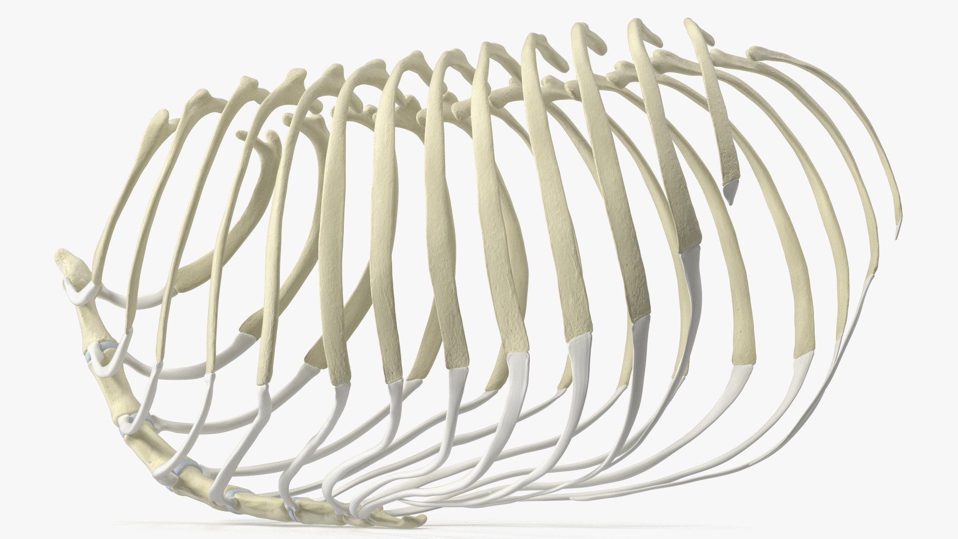3D Anatomical Skeleton Of Dog Rib Cage - TurboSquid 2391424