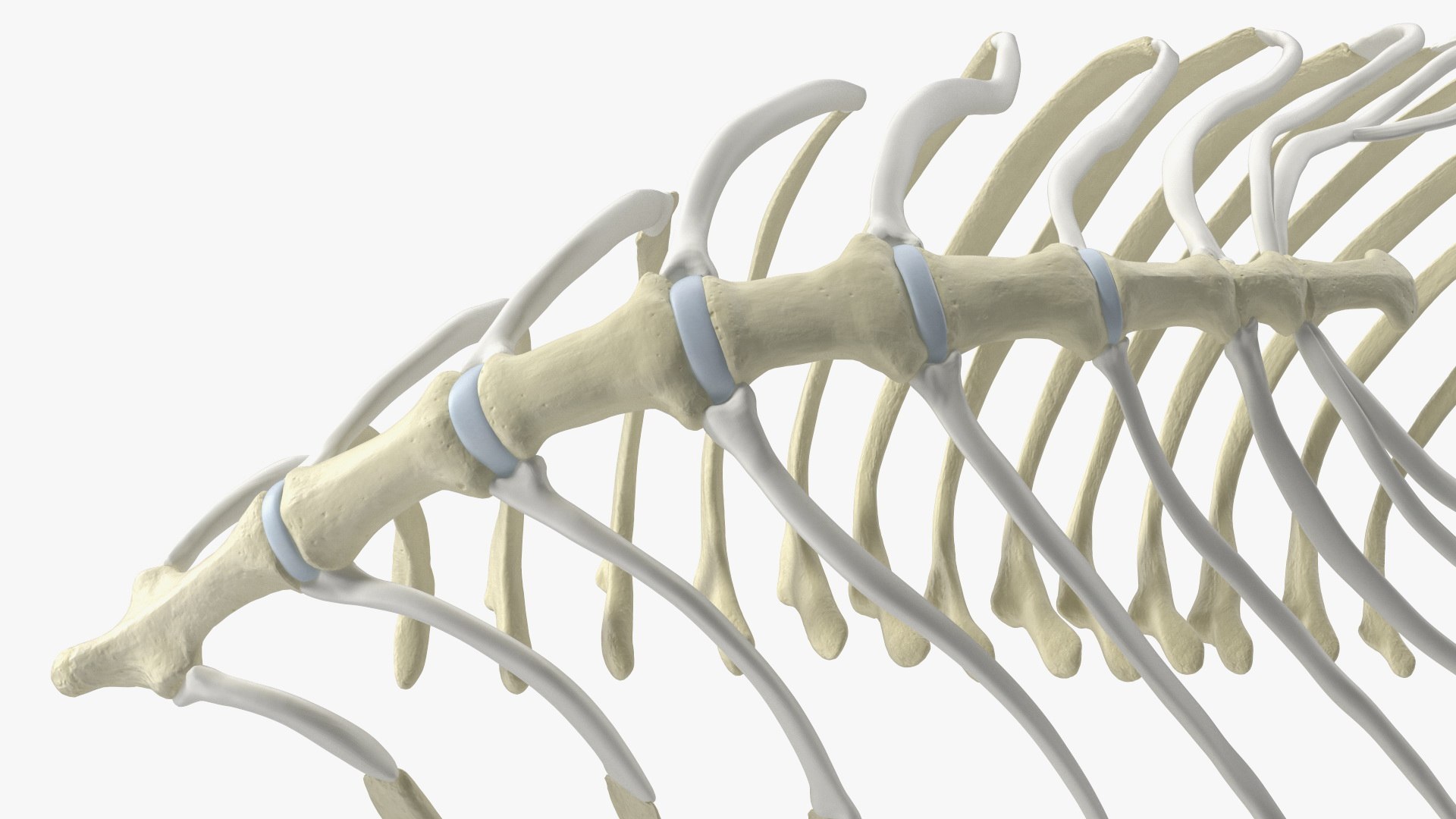3D Anatomical Skeleton Of Dog Rib Cage - TurboSquid 2391424