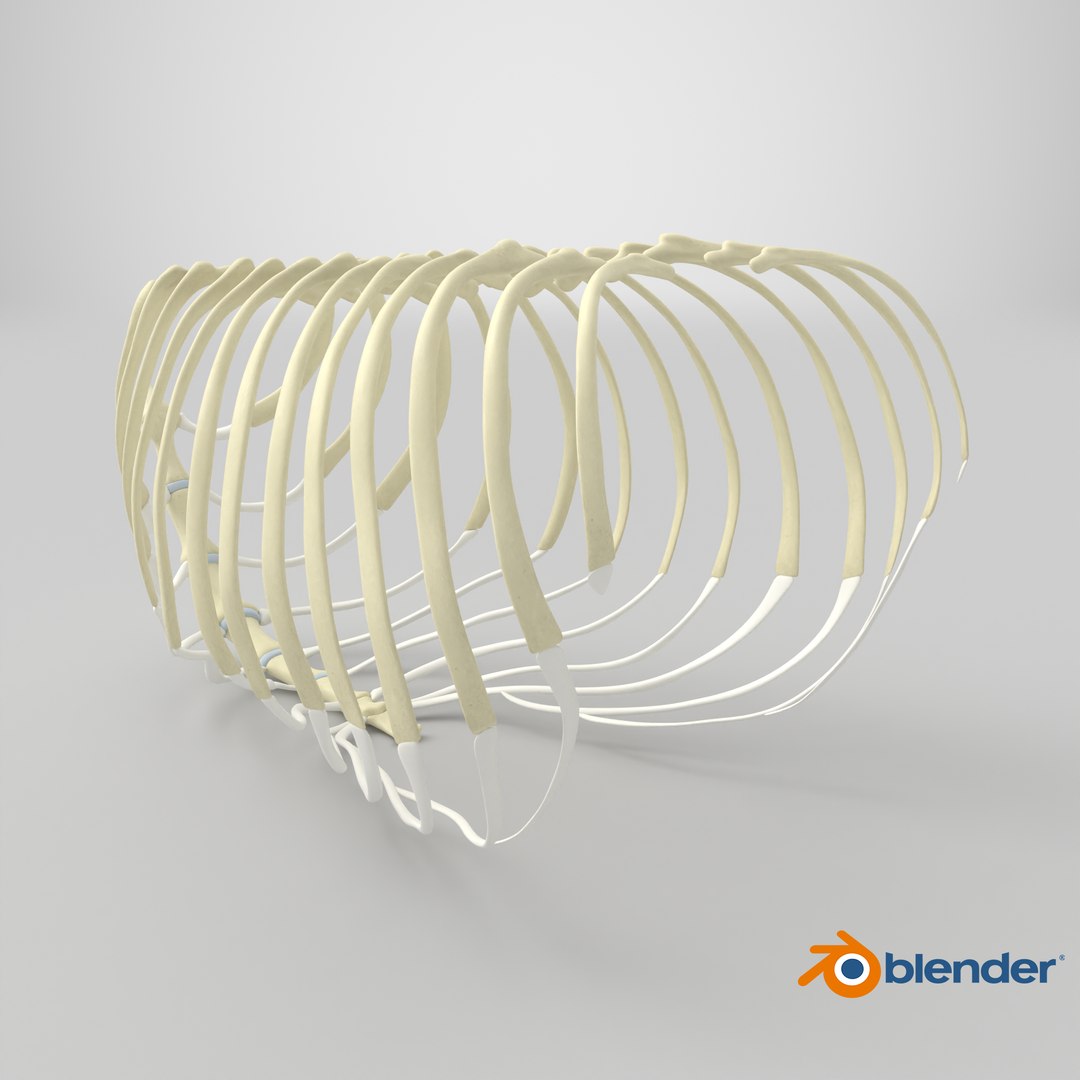 3D Anatomical Skeleton Of Dog Rib Cage - TurboSquid 2391424
