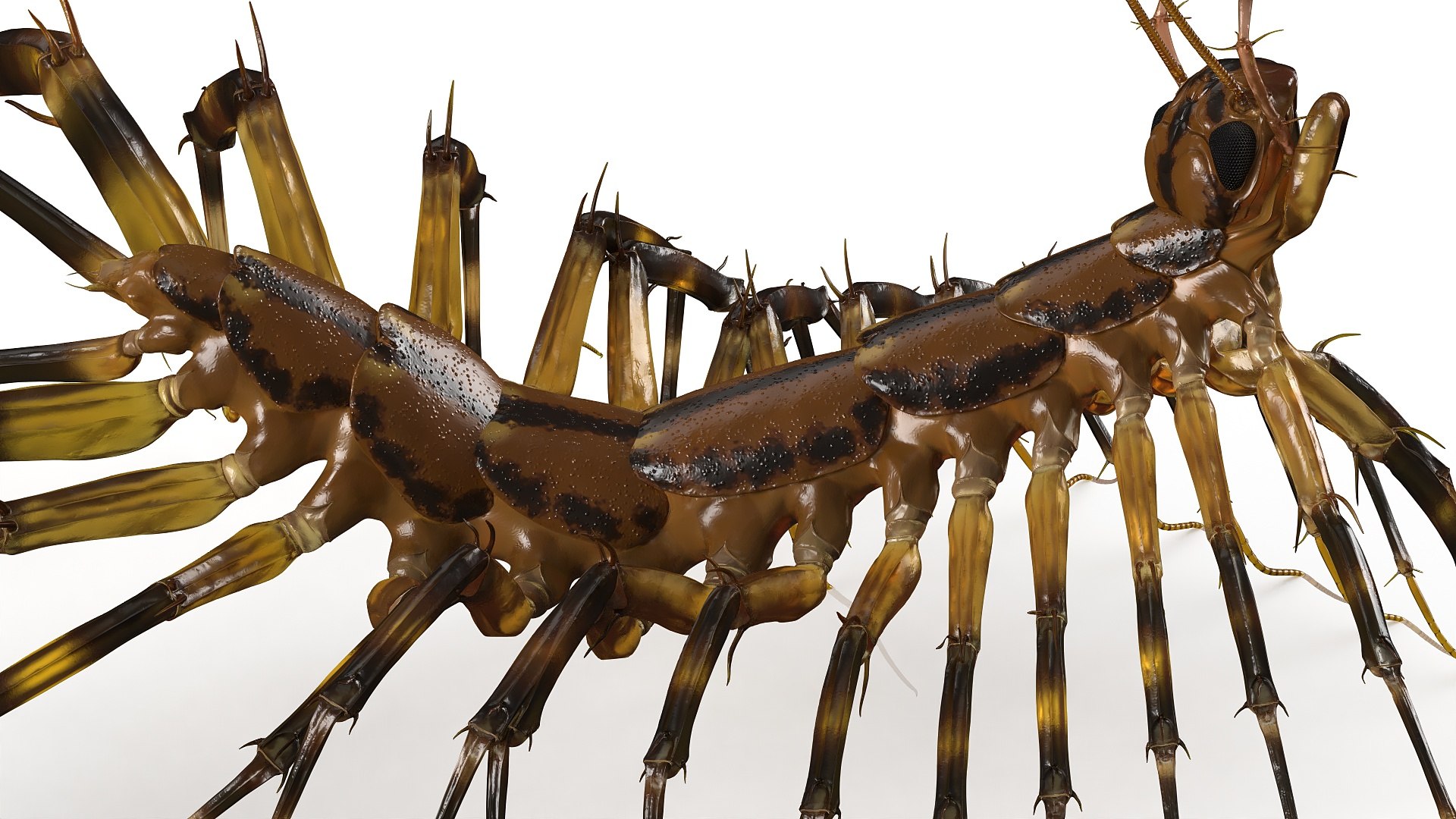 3D House Centipede Fur Rigged - TurboSquid 2347246