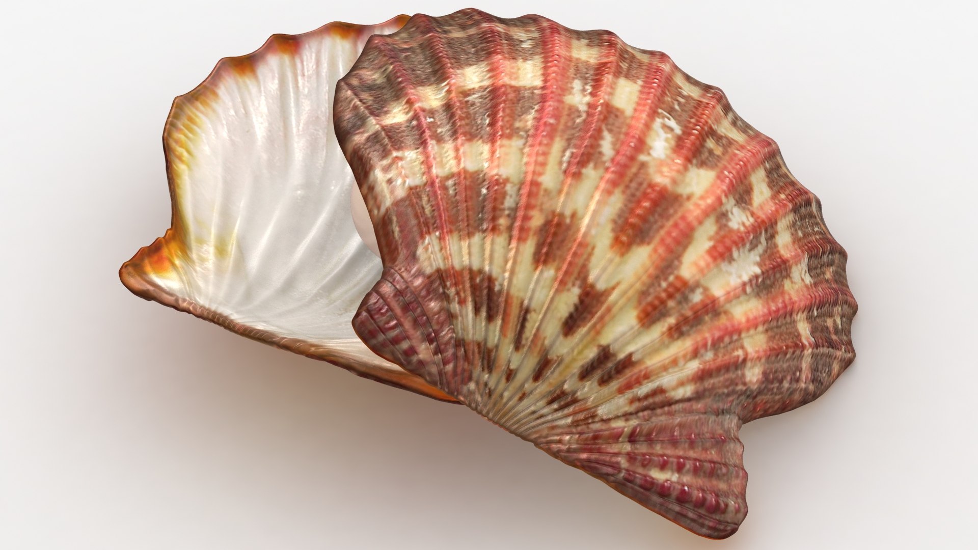 3D Clam Shell Pearl Pose - TurboSquid 1545171