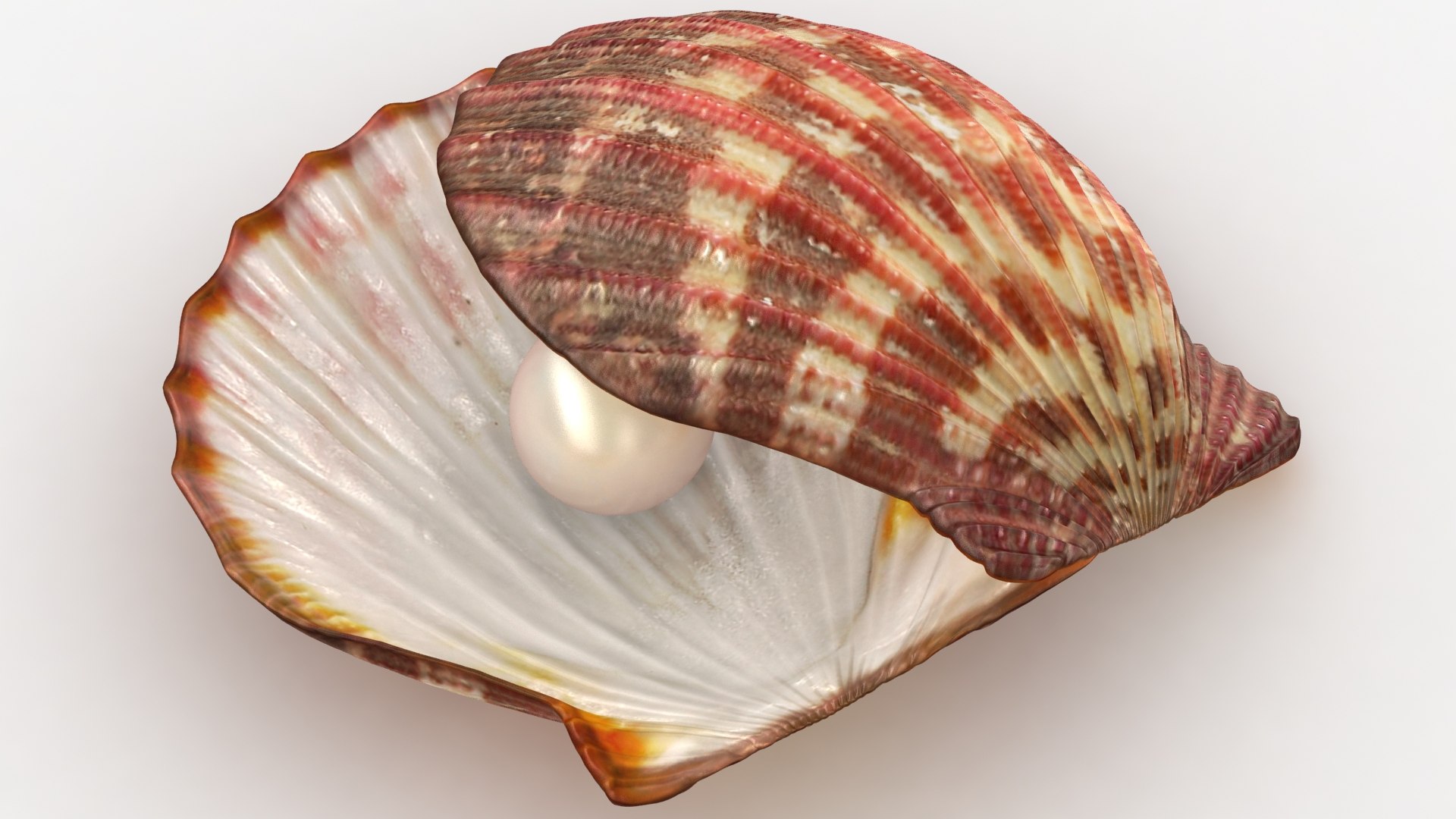 3D Clam Shell Pearl Pose - TurboSquid 1545171