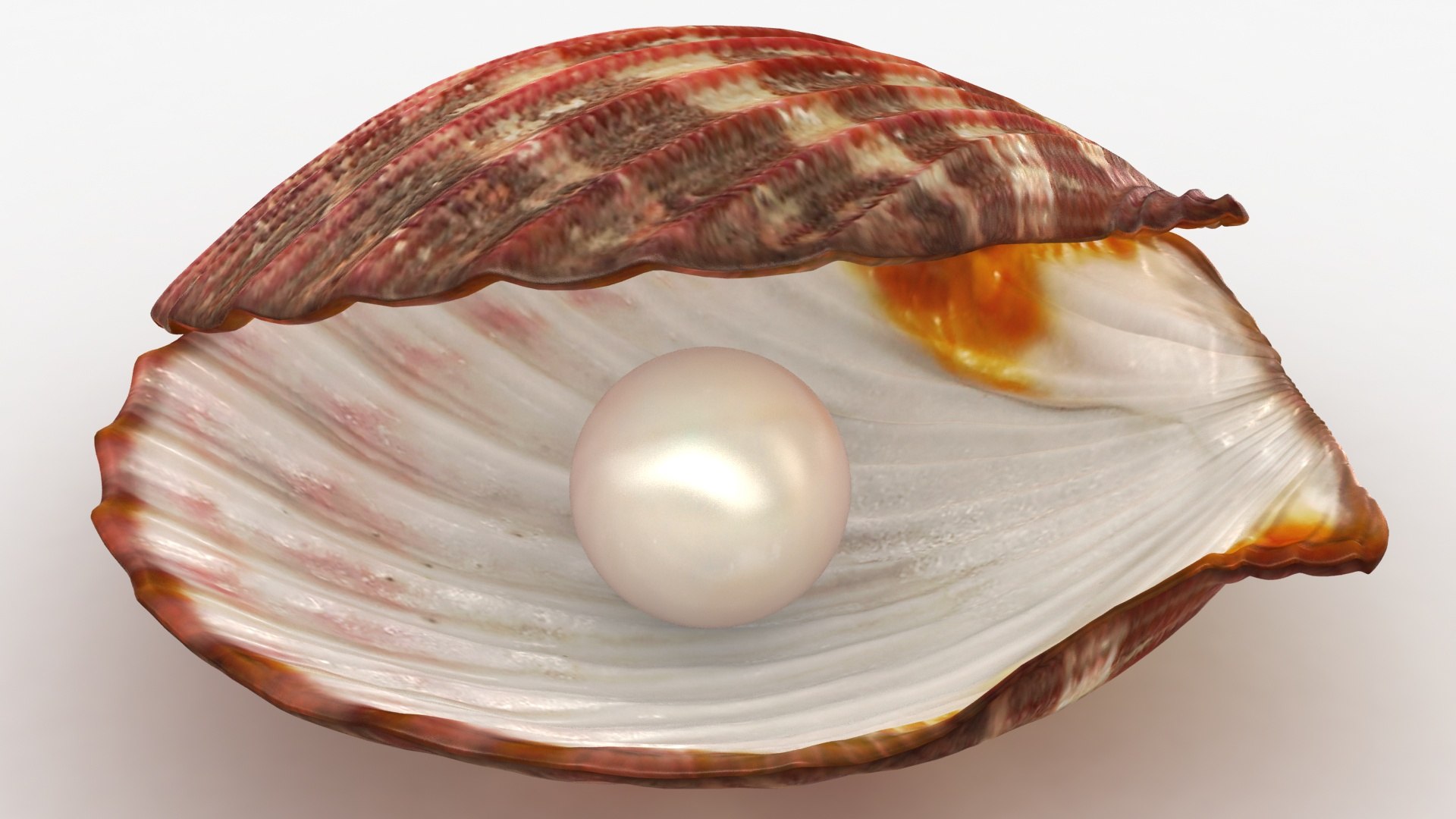 3D Clam Shell Pearl Pose - TurboSquid 1545171