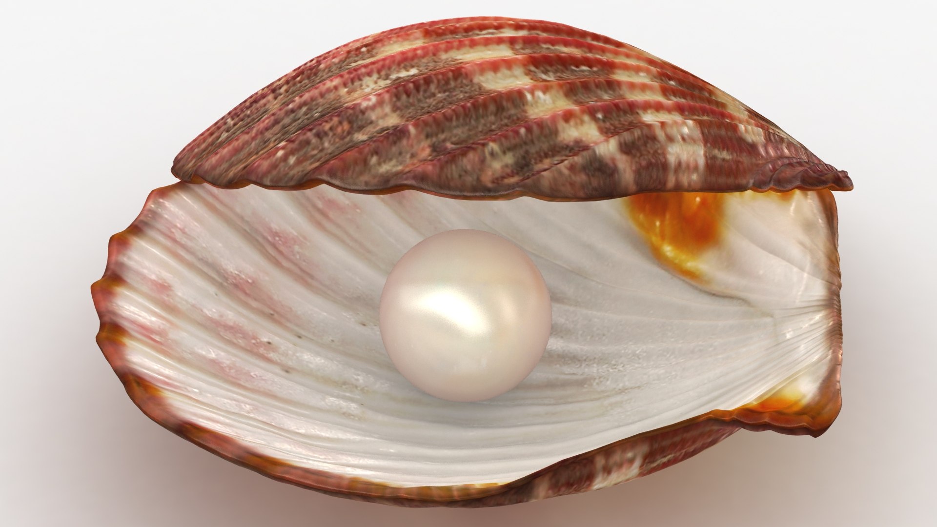 3D Clam Shell Pearl Pose - TurboSquid 1545171