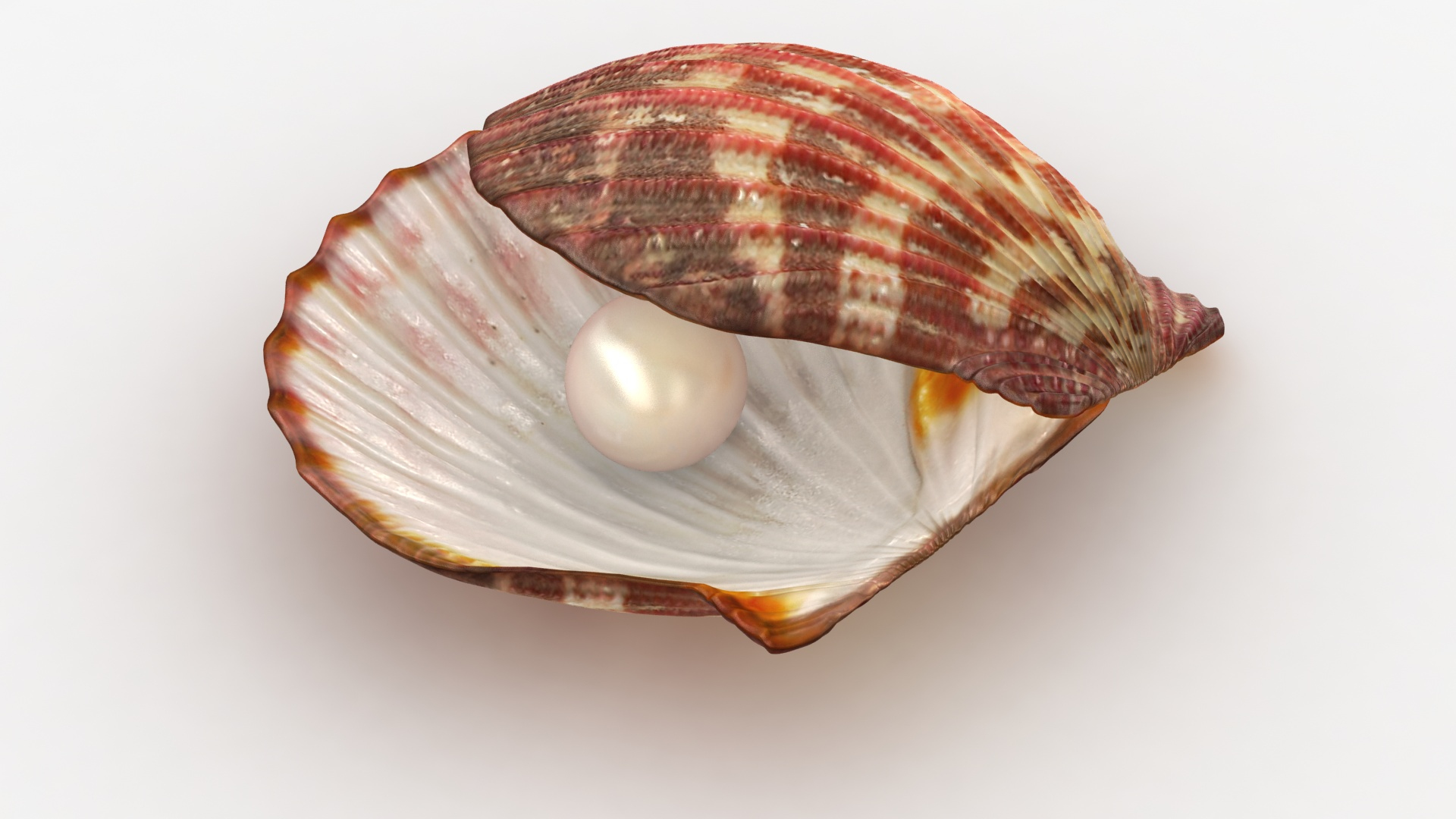 3D Clam Shell Pearl Pose - TurboSquid 1545171