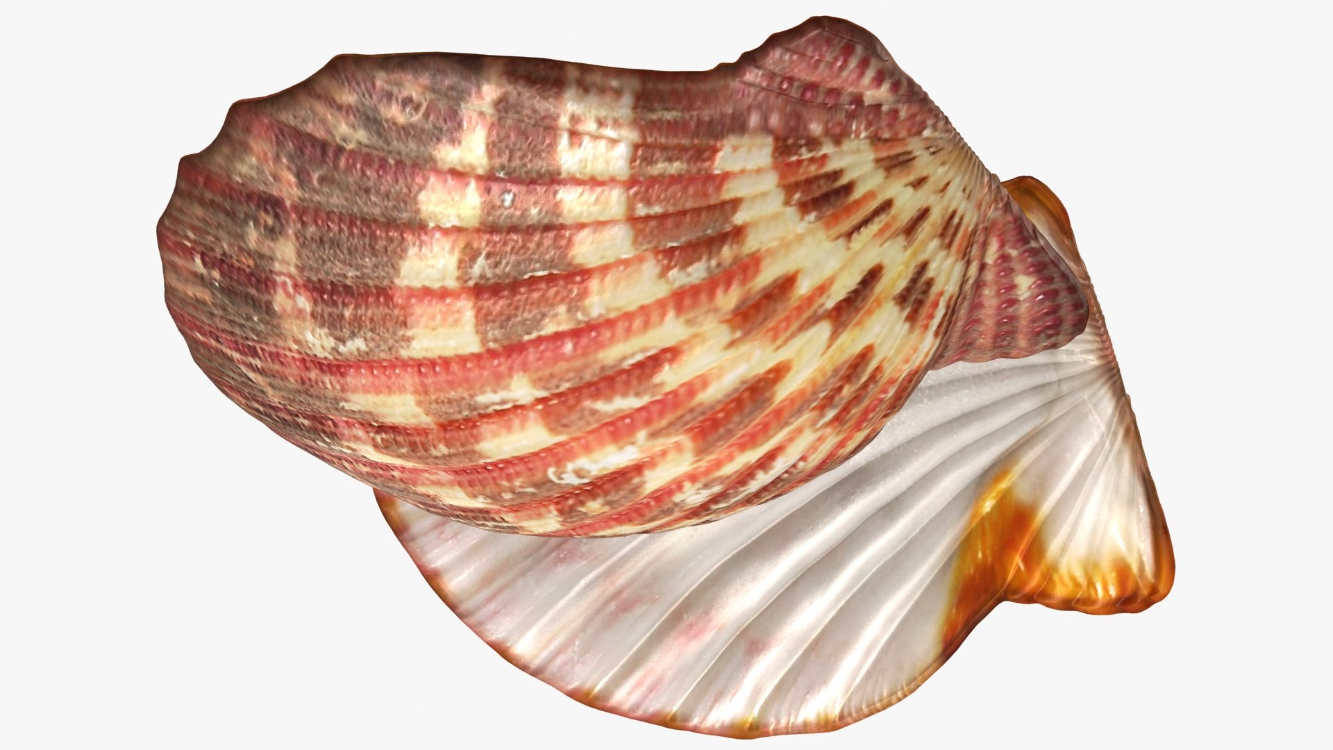 3D Clam Shell Pearl Pose - TurboSquid 1545171