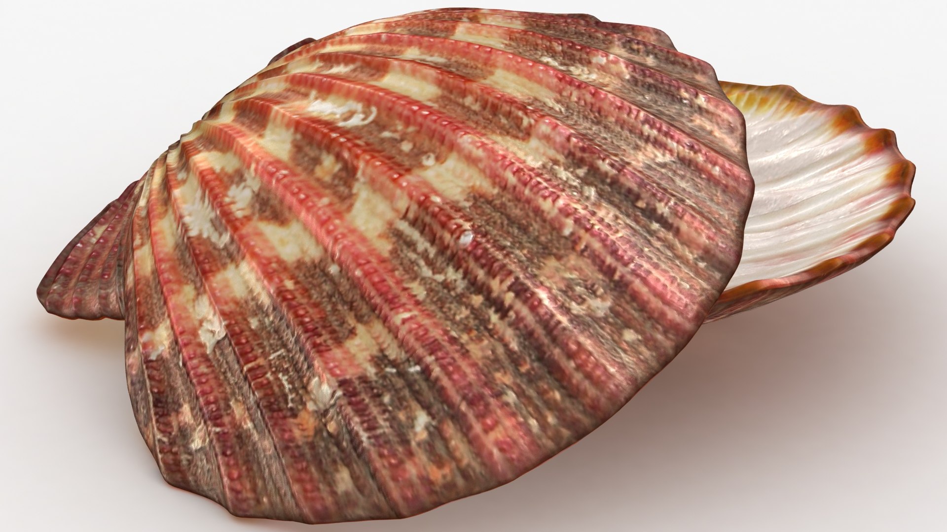 3D Clam Shell Pearl Pose - TurboSquid 1545171