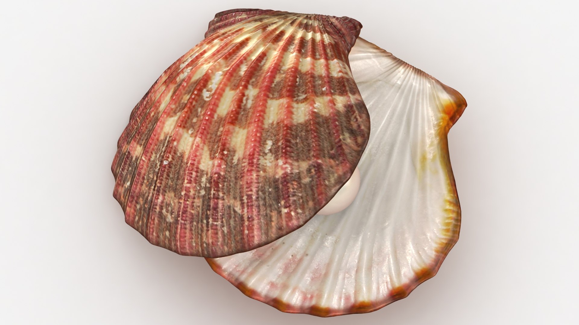 3D Clam Shell Pearl Pose - TurboSquid 1545171