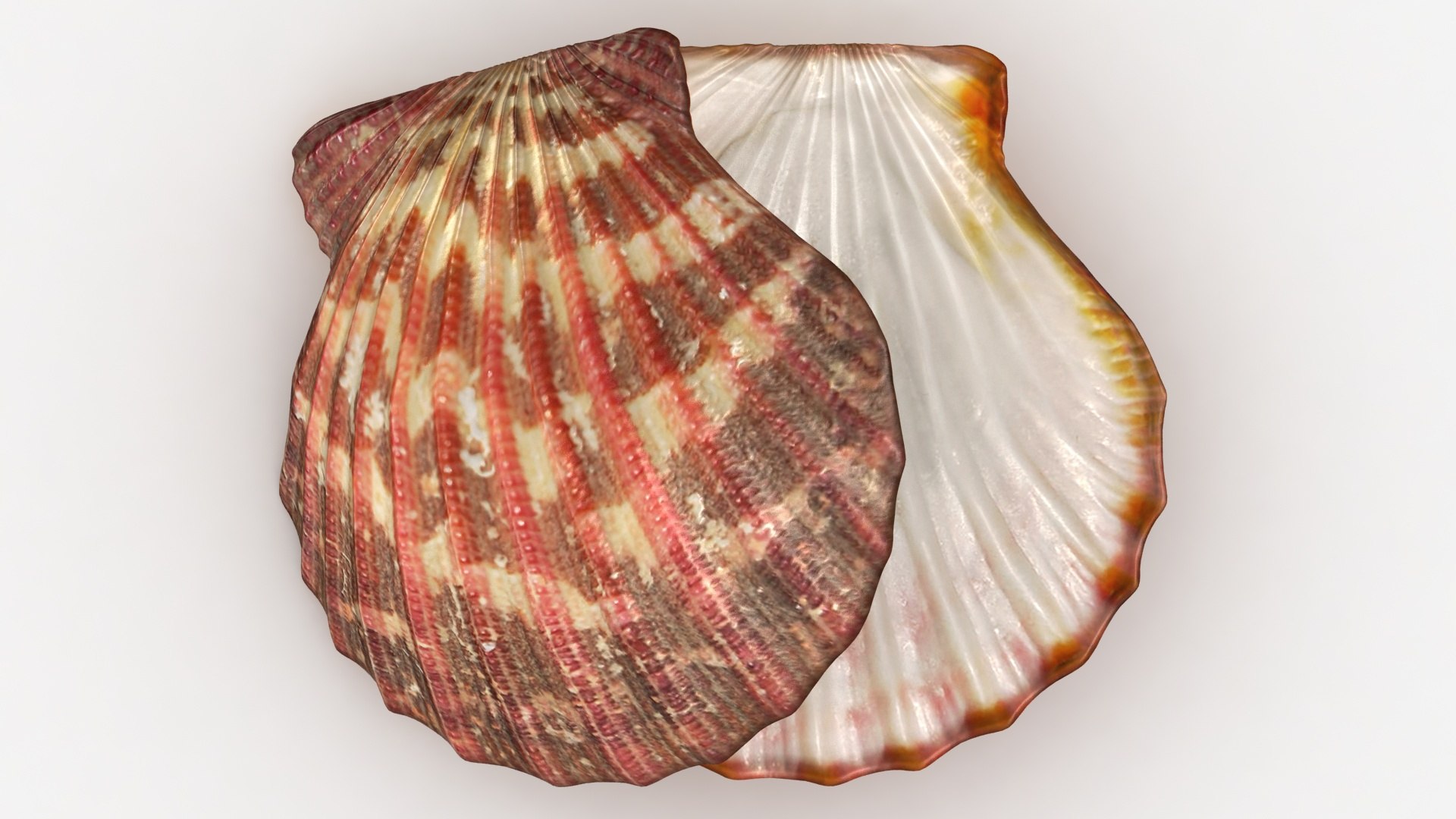 3D Clam Shell Pearl Pose - TurboSquid 1545171