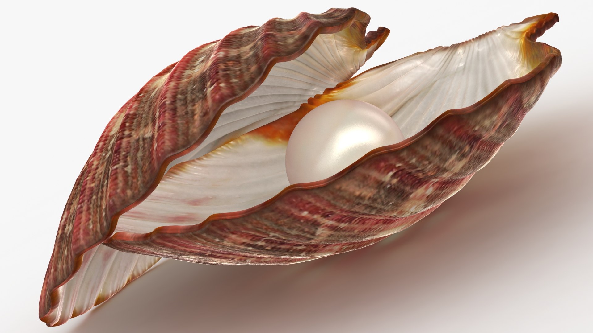 3D Clam Shell Pearl Pose - TurboSquid 1545171