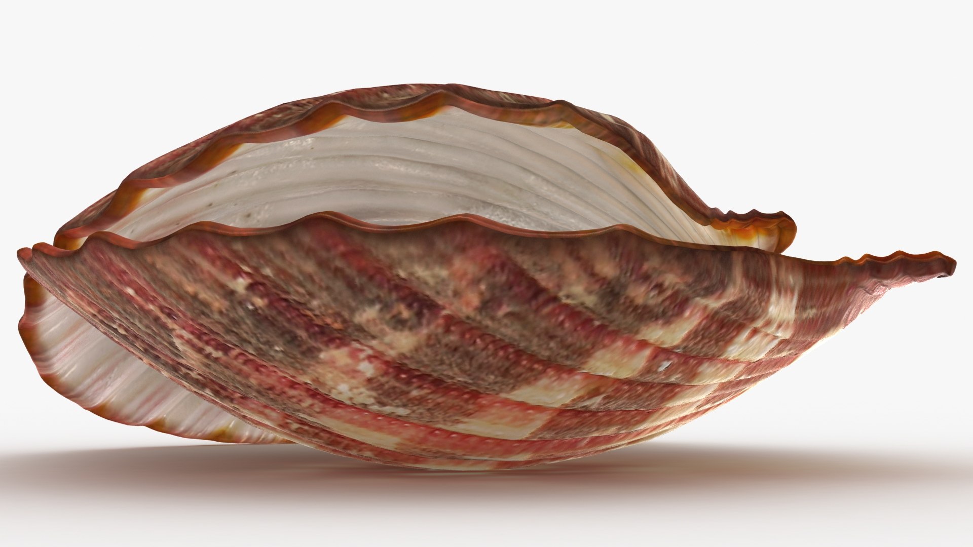 3D Clam Shell Pearl Pose - TurboSquid 1545171